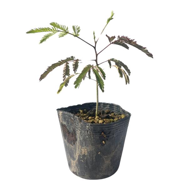 【ネムノキ】 読み：ねむのき 学名：Albizia julibrissin マメ科ネムノキ属 落葉高木  【商品情報】 ネムノキは葉は細い複葉で暗くなると葉を閉じます。とてもあかるいイメージで花が有名です。6〜7月に花が咲きます。花は小型で...