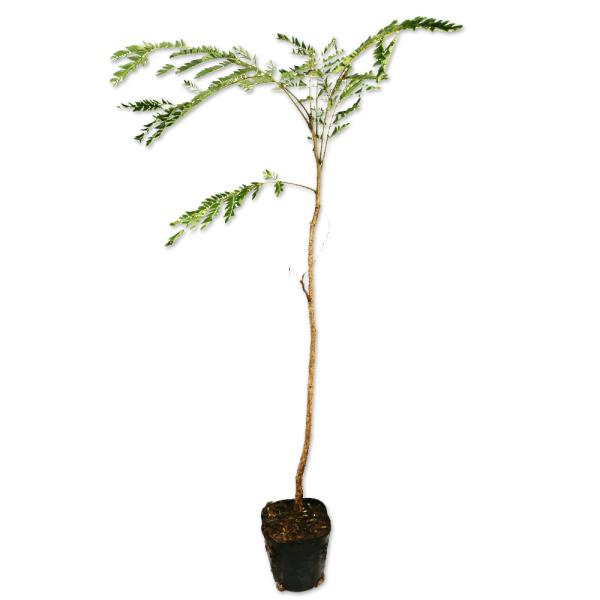 【ネムノキ】 読み：ねむのき 学名：Albizia julibrissin マメ科ネムノキ属 落葉高木  【商品情報】 ネムノキは葉は細い複葉で暗くなると葉を閉じます。とてもあかるいイメージで花が有名です。6〜7月に花が咲きます。花は小型で...