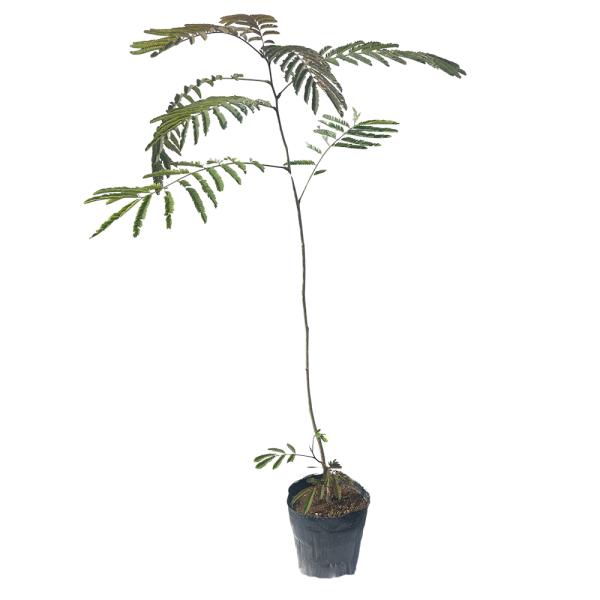 【ネムノキ】 読み：ねむのき 学名：Albizia julibrissin マメ科ネムノキ属 落葉高木  【商品情報】 ネムノキは葉は細い複葉で暗くなると葉を閉じます。とてもあかるいイメージで花が有名です。6〜7月に花が咲きます。花は小型で...