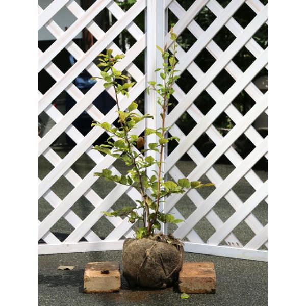 【ナツハゼ】（夏櫨） 読み：なつはぜ 学名:Vaccinium oldhamii ツツジ科スノキ属 落葉低木 別名：ハチマキイチゴ、ハチマキブドウ  【名前の由来】 夏にハゼのように色づくことから。  【商品情報】 ナツハゼは3ｍ程度になる...