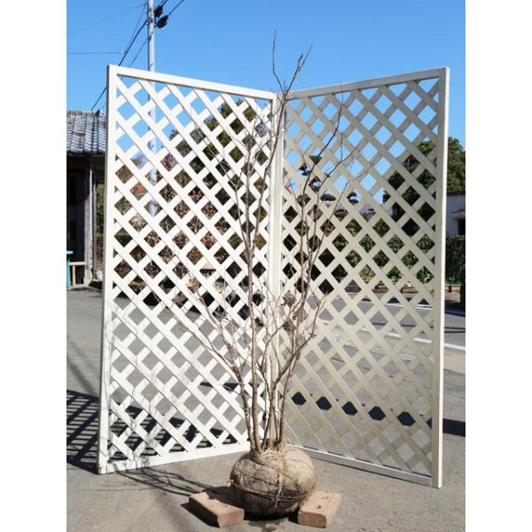 【ナツハゼ】（夏櫨） 読み：なつはぜ 学名:Vaccinium oldhamii ツツジ科スノキ属 落葉低木 別名：ハチマキイチゴ、ハチマキブドウ  【名前の由来】 夏にハゼのように色づくことから。  【商品情報】 ナツハゼは3ｍ程度になる...