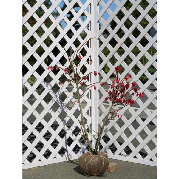 【ニシキギ】（） 読み：にしきぎ 学名：Euonymus alatus ニシキギ科ニシキギ属 落葉低木 別名：ヤハズニシキギ  【名前の由来】 見事な秋の紅葉を錦に例えて。  【商品情報】 ニシキギは枝にある4条の翼が特徴です。コルク質の薄...