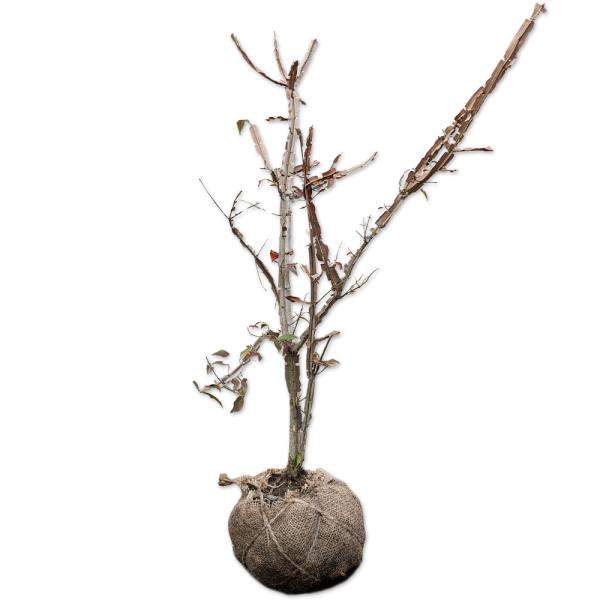 【ニシキギ】（） 読み：にしきぎ 学名：Euonymus alatus ニシキギ科ニシキギ属 落葉低木 別名：ヤハズニシキギ  【名前の由来】 見事な秋の紅葉を錦に例えて。  【商品情報】 ニシキギは枝にある4条の翼が特徴です。コルク質の薄...