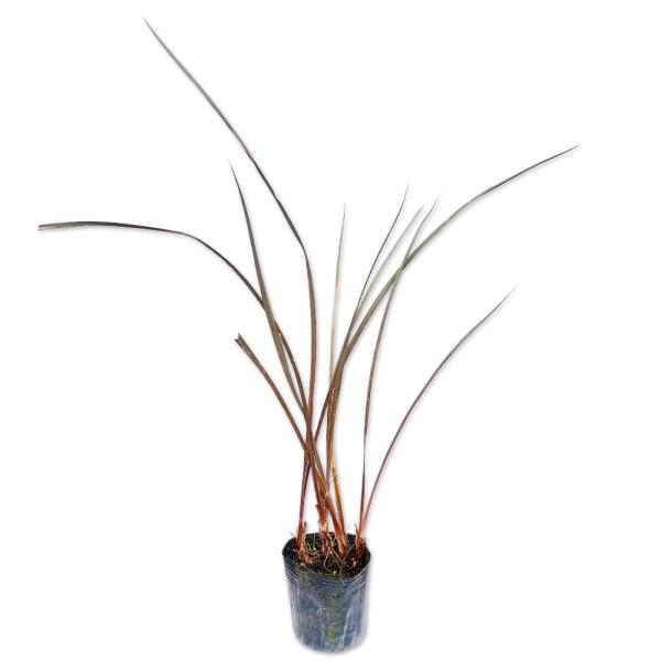 【ニューサイラン/銅葉】 読み：にゅーさいらんどうば 学名：Phormium tenax ススキノキ科マオラン属 常緑多年草  【商品説明】 ニューサイランは常緑多年草です。縦に伸びる直線的な葉をしています。葉色も様々で鮮やかな発色をしてい...