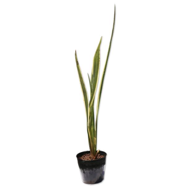 【ニューサイラン/斑入り】 読み：にゅーさいらんふいり 学名：Phormium tenax ススキノキ科マオラン属 常緑多年草  【商品説明】 ニューサイランは常緑多年草です。縦に伸びる直線的な葉をしています。葉色も様々で鮮やかな発色をして...