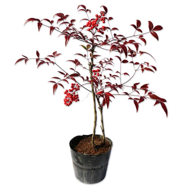 【南天】 読み：なんてん 学名：Nandina domestica メギ科ナンテン属 常緑低木  【商品情報】 南天は庭木の代表的な品種です。他の南天と比べて背が高くなります。初夏に白い花をつけて、秋には真っ赤な実をたくさんつけます。昔から...