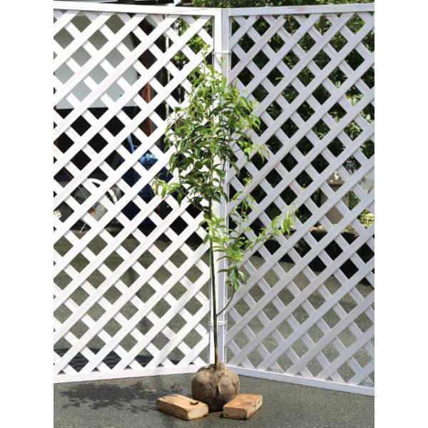 【ナナミノキ】（七実の木） 読み：ななみのき 学名：Ilex chinensis モチノキ科モチノキ属 常緑高木 別名：ナナメノキ  【名前の由来】 沢山実をつけることから。楕円形の実をやや斜めにつけることから。  【商品情報】 ナナミノキ...