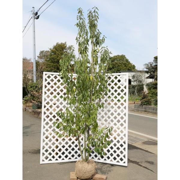 【ナナミノキ】（七実の木） 読み：ななみのき 学名：Ilex chinensis モチノキ科モチノキ属 常緑高木 別名：ナナメノキ  【名前の由来】 沢山実をつけることから。楕円形の実をやや斜めにつけることから。  【商品情報】 ナナミノキ...