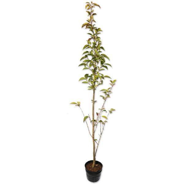 【トウネズミモチ】 読み：とうねずみもち 学名：Ligustrum japonicum モクセイ科イボタノキ属 常緑高木  【商品情報】 ネズミモチはよく生垣に使われます。昔から人気がある品種です。マサキに似ていますが、ネズミモチは葉のギザ...