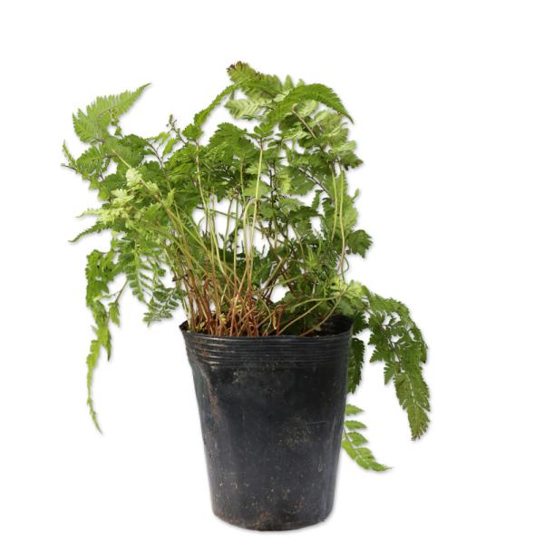 【ニシキシダ】（錦羊歯） 読み：にしきしだ 学名：Athyrium niponicum イワヤツデ科メシダ属 多年草 別名：斑入りシダ  【商品説明】 シダは多年草です。森林などによく自生しています。全体を貫く管がある維管束植物で胞子繁殖す...