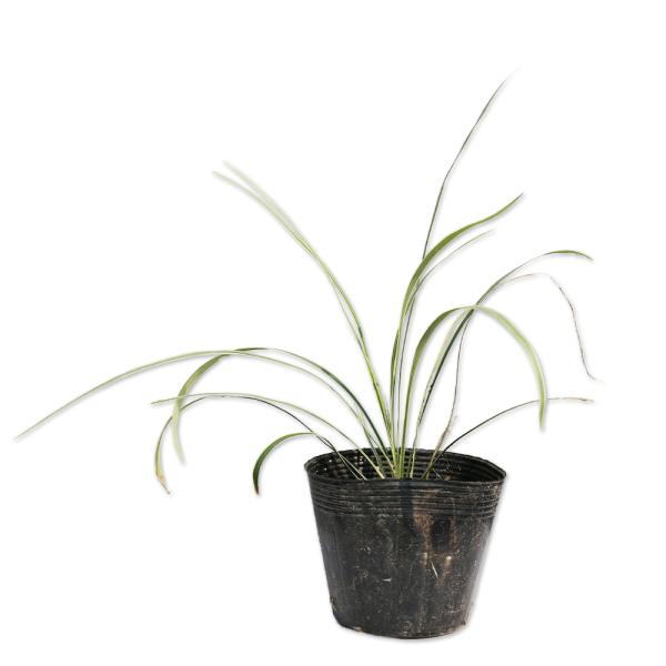 【ノシラン/ビッタータス】（） 読み：のしらん/びったーたす 学名：Ophiopogon jaburan 'Vittatus' キジカクシ科ジャノヒゲ属 常緑多年草 別名：  【商品説明】 ノシランは常緑多年草です。大きくなる細長い光沢があ...