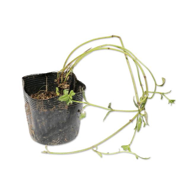 【ネコノシタ】（猫の舌） 読み：ねこのした 学名：Wedelia prostrata キク科ハマグルマ属 常緑多年草 別名：ハマグルマ  【商品説明】 ネコノシタは多年草です。日本各地の海岸砂地に生息する海浜植物です。地中や地表に茎を這わせ...