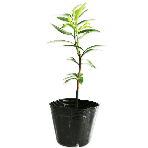 【ナギ】（梛、竹柏） 読み：なぎ 学名：Nageia nagi マキ科ナギ属 常緑高木 別名：センニンビキ  【名前の由来】 ホテイアオイ（コナギ）に葉が似ているから。  【商品情報】 ナギは20mになる常緑高木です。葉は楕円形被針形で広葉...