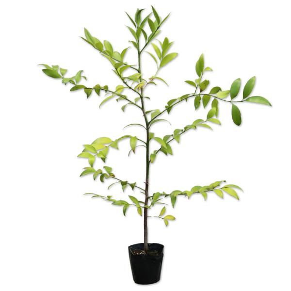 【ナギ】（梛、竹柏） 読み：なぎ 学名：Nageia nagi マキ科ナギ属 常緑高木 別名：センニンビキ  【名前の由来】 ホテイアオイ（コナギ）に葉が似ているから。  【商品情報】 ナギは20mになる常緑高木です。葉は楕円形被針形で広葉...