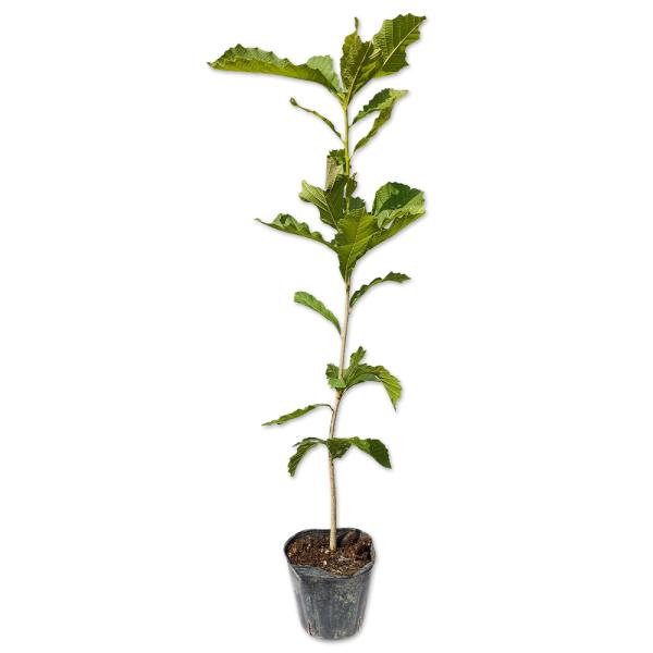 【ナラガシワ】（楢柏）学名：Quercus aliena 読み：ならがしわ 学名：Quercus aliena ブナ科コナラ属 落葉高木 別名：カシワナラ  【名前の由来】 ナラの仲間なのにカシワのような葉をつけることから。  【商品情報】...