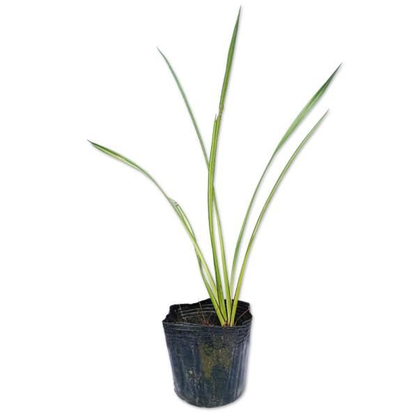 【ニューサイラン/アプリコットクイーン】() 読み：にゅーさいらん/あぷりこっとくいーん 学名：Phormium  ススキノキ科マオラン属 常緑多年草 別名：  【名前の由来】   【商品情報】ニューサイランは常緑多年草です。縦に伸びる直線...