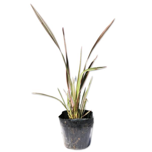 【ニューサイラン/レインボークイーン】() 読み：にゅーさいらん/れいんぼーくいーん 学名：Phormium  ススキノキ科マオラン属 常緑多年草 別名：  【名前の由来】   【商品情報】ニューサイランは常緑多年草です。縦に伸びる直線的な...