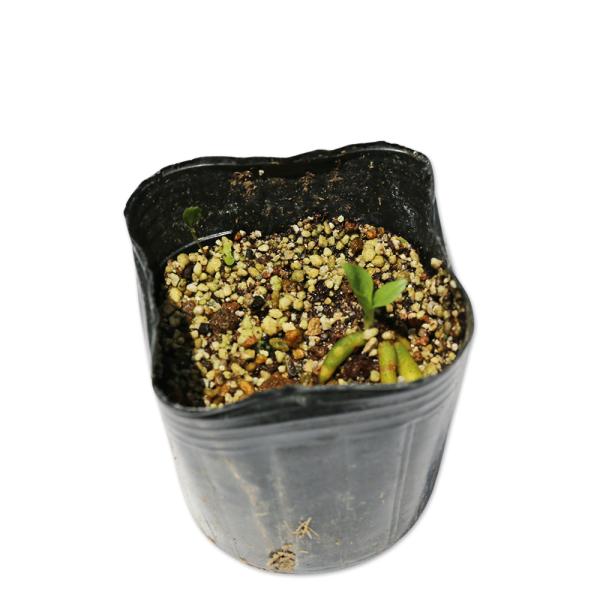 【ネジバナ】(捩花) 読み：ねじばな 学名：Spiranthes sinensis var. amoena ラン科ネジバナ属 多年草 別名：ネジリバナ、ネジレバナ、モジズリ  【名前の由来】 ねじれた花序から。  【商品情報】ネジバナは0....