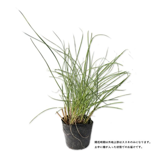 【ナンバンギセル】(南蛮煙菅) 読み：なんばんぎせる 学名：Aeginetia indica  ハマウツボ科ナンバンギセル属 多年草 別名：オモイグサ  【名前の由来】 花の形が南蛮渡来のキセルに似ていることから  【商品情報】 ナンバンギ...