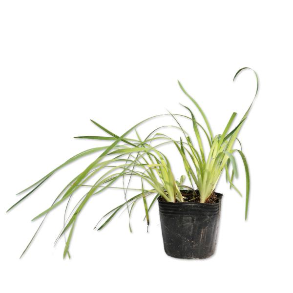 【ニワゼキショウ/イエローストーン】(庭石菖) 読み：にわぜきしょう/いえろーすとーん 学名：Sisyrinchium アヤメ科ニワゼキショウ属 多年草 別名：  【名前の由来】 庭に咲くセキショウという意味から。  【商品情報】ニワゼキシ...