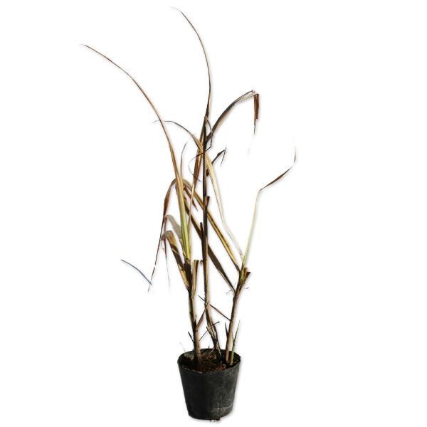 【ノガリヤス】(野刈安) 読み：のがりやす 学名：Calamagrostis arundinacea  イネ科ノガリヤス属 多年草 別名：  【名前の由来】 刈りやすいところから  【商品情報】 ノガリヤスは1.5mになる多年草です。日本、...