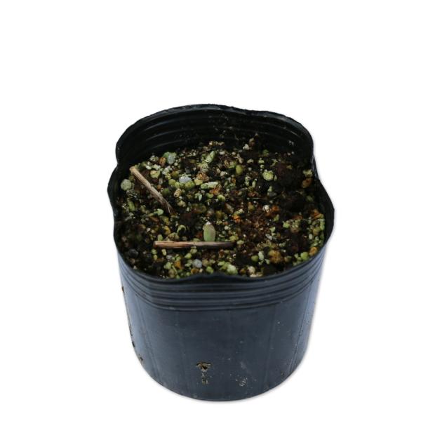 【ノビル】(野蒜) 読み：のびる 学名：Allium grayi ヒガンバナ科ネギ属 多年草 別名：コビル  【名前の由来】 野に生える蒜というとこらから  【商品情報】 ノビルは0.5mになる多年草です。日本、中国が原産です。葉は細い線形...