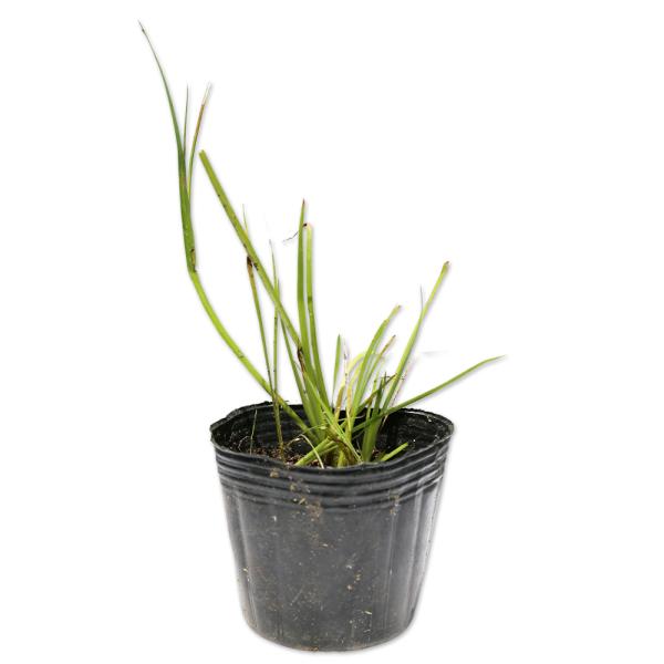 【ニワゼキショウ/白系】(庭石菖) 読み：にわぜきしょう/しろけい 学名：Sisyrinchium rosulatum アヤメ科ニワゼキショウ属 一年草、常緑多年草 別名：クサアヤメ  【名前の由来】 庭に咲くセキショウとのことから  【商...