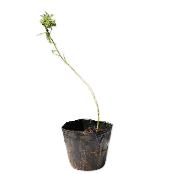 【ノコギリソウ】(鋸草) 学名：Achillea alpina キク科ノコギリソウ属 多年草 別名：ノコギリバナ、ハゴロモソウ、アキレア  【名前の由来】 葉の部分がノコギリのようにギザギザである事からその名が付きました。  【商品情報】ノ...