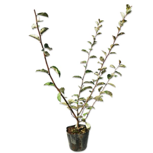 【ナツグミ】(夏茱萸) 学名：Elaeagnus multiflora グミ科グミ属 落葉小高木 別名：ヤマグミ、サツキグミ  【名前の由来】 夏に果実が熟すため  【商品情報】ナツグミは4mになる落葉小高木です。北海道から九州まで広く分布...