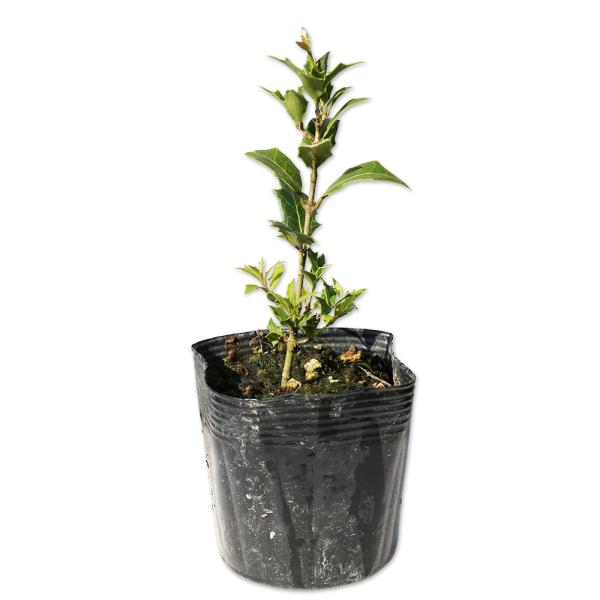 【ヒイラギ】 読み：ひいらぎ 学名：Osmanthus heterophyllus モクセイ科モクセイ属 常緑高木  【商品情報】 ヒイラギはトゲがある葉が特徴です。厚い皮質である葉は光沢があり丈夫です。昔から防犯目的に庭木や生垣によく利用...