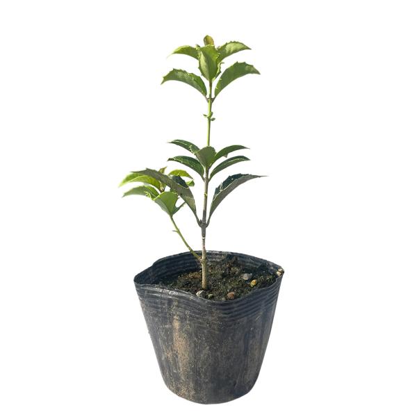 【ヒイラギモクセイ】 読み：ひいらぎもくせい 学名：Osmanthus × fortunei モクセイ科モクセイ属 常緑高木  【商品情報】 ヒイラギモクセイはヒイラギのようなトゲがある葉っぱをしています。一枚一枚の葉が分厚いですがヒイラギ...