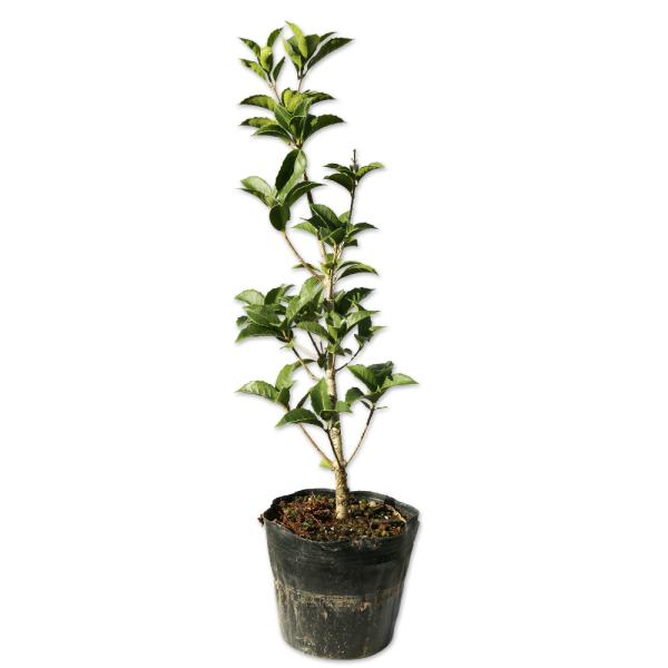 【ヒイラギモクセイ】 読み：ひいらぎもくせい 学名：Osmanthus × fortunei モクセイ科モクセイ属 常緑高木  【商品情報】 ヒイラギモクセイはヒイラギのようなトゲがある葉っぱをしています。一枚一枚の葉が分厚いですがヒイラギ...