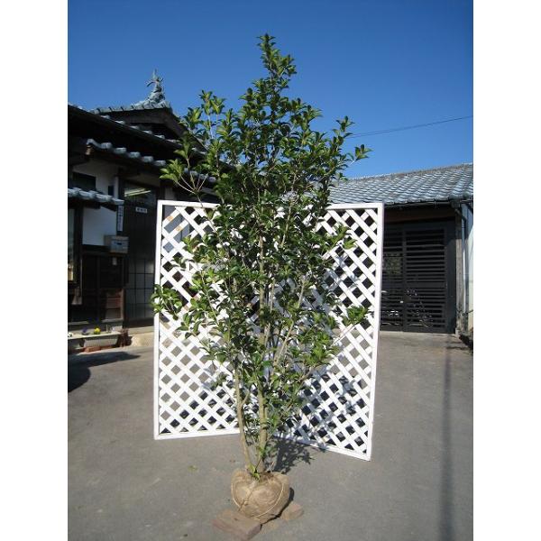 【ヒイラギモクセイ】 読み：ひいらぎもくせい 学名：Osmanthus × fortunei モクセイ科モクセイ属 常緑高木  【商品情報】 ヒイラギモクセイはヒイラギのようなトゲがある葉っぱをしています。一枚一枚の葉が分厚いですがヒイラギ...