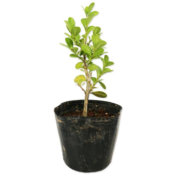 【ボックスウッド】 読み：ぼっくすうっど 学名： Buxus Sempervirens ツゲ科ツゲ属 常緑高木  【商品情報】 ボックスウッドは西洋ツゲです。あまり最終樹高が大きく有りません。葉は明るい緑色で綺麗です。冬は紅葉し茶色っぽい色...