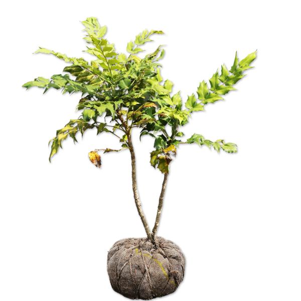 【ヒイラギ南天】 読み：ひいらぎなんてん 学名：Mahonia japonica メギ科メギ属 常緑低木  【商品情報】 ヒイラギ南天は最大樹高は1〜2ｍの低木。放任しても樹形が整います。葉がヒイラギに似ていることからこの名前が付きました。...