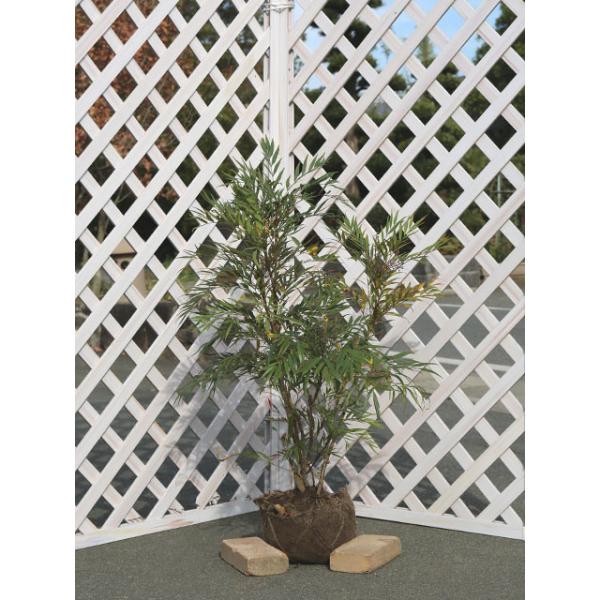 【マホニア/コンフューサ】（ヒイラギ南天） 読み：ひいらぎなんてん/まほにあこんふゅーさ 学名：Berberis eurybracteata メギ科メギ属 常緑低木  【商品情報】 マホニアコンフューサはヒイラギ南天の近縁種です。葉のトゲが...