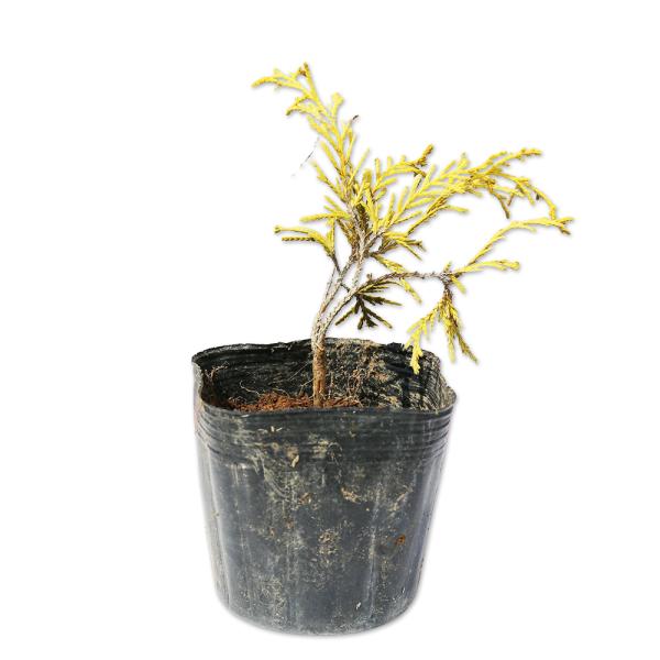 【フィリフェラオーレア】 読み：ふぃりふぇらおーれあ 学名：Chamaeciyparis pisfera 'Filifera Aurea' ヒノキ科ヒノキ属 常緑高木  【商品情報】 フィリフェラオーレアは糸状の垂れ下がる黄金色の葉が特徴で...
