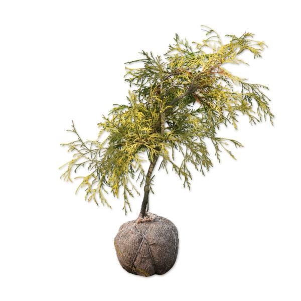 【フィリフェラオーレア】 読み：ふぃりふぇらおーれあ 学名：Chamaeciyparis pisfera 'Filifera Aurea' ヒノキ科ヒノキ属 常緑高木  【商品情報】 フィリフェラオーレアは糸状の垂れ下がる黄金色の葉が特徴で...