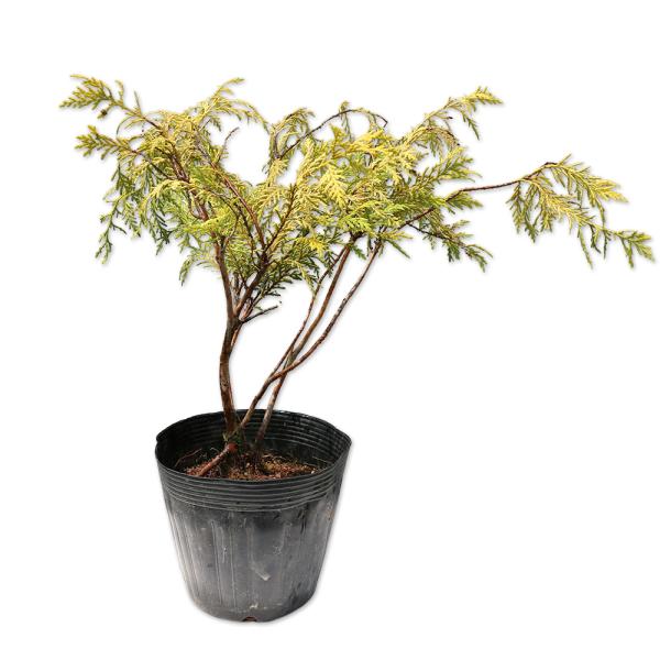 【フィリフェラオーレア】 読み：ふぃりふぇらおーれあ 学名：Chamaeciyparis pisfera 'Filifera Aurea' ヒノキ科ヒノキ属 常緑高木  【商品情報】 フィリフェラオーレアは糸状の垂れ下がる黄金色の葉が特徴で...