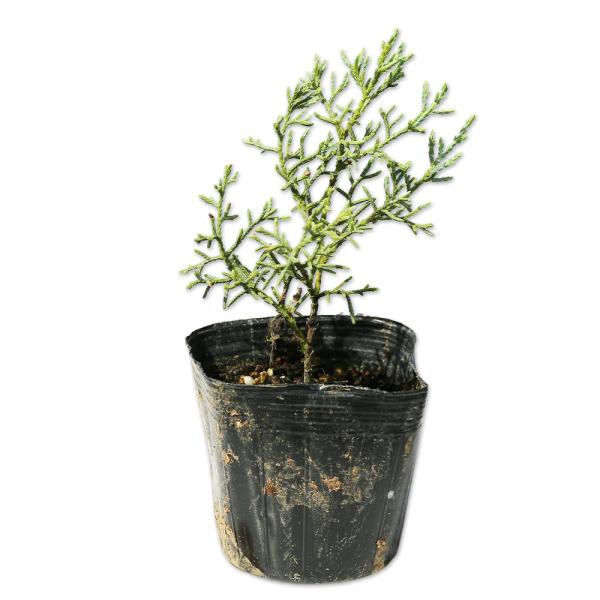 【ブルーアイス】 読み：ぶるーあいす 学名：Cupressus arizonica ヒノキ科イトスギ属 常緑高木  【商品情報】 ブルーアイスは本来雨や風の少ない場所に自生しています。寒さに弱く温暖地向きの樹木です。アリゾナイトスギ独特の形...