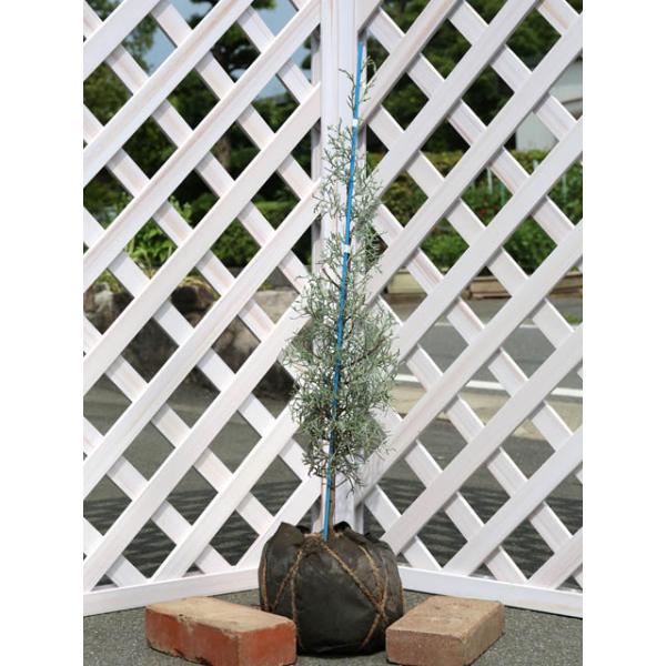 【ブルーアイス】 読み：ぶるーあいす 学名：Cupressus arizonica ヒノキ科イトスギ属 常緑高木  【商品情報】 ブルーアイスは本来雨や風の少ない場所に自生しています。寒さに弱く温暖地向きの樹木です。アリゾナイトスギ独特の形...