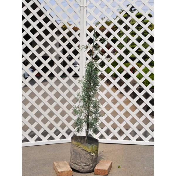 【ブルーアイス】 読み：ぶるーあいす 学名：Cupressus arizonica ヒノキ科イトスギ属 常緑高木  【商品情報】 ブルーアイスは本来雨や風の少ない場所に自生しています。寒さに弱く温暖地向きの樹木です。アリゾナイトスギ独特の形...