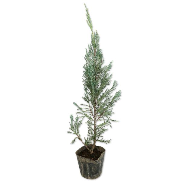 【ブルーヘブン】 読み：ぶるーへぶん 学名：juniperus scopulorum "Blue Heaven" ヒノキ科ビャクシン属 常緑高木  【商品情報】 青色が一番美しく出てくる品種でスカイロケットの次世代の主役として脚光を浴びてい...