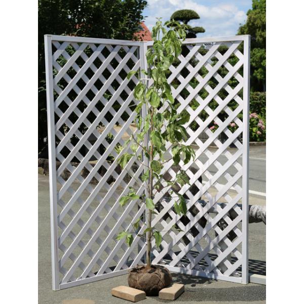 【ハナミズキ/実生】（花水木/実生） 読み：はなみずき/みしょう 学名：Benthamidia florida ミズキ科ミズキ属 落葉高木 別名：アメリカヤマボウシ  【名前の由来】 花が目立つことから。早春に枝を切ると樹液が滴り落ちること...