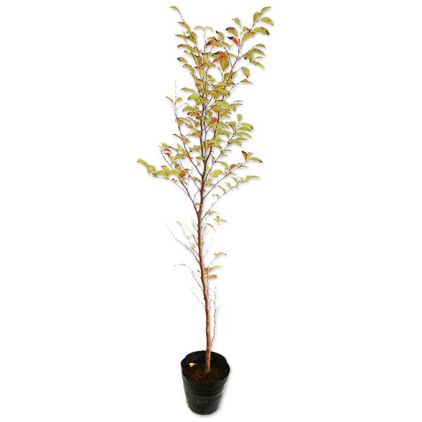 【ヒメシャラ】 読み：ひめしゃら 学名：Stewartia monadelpha ツバキ科ナツツバキ属 落葉高木  【商品情報】 ヒメシャラの樹皮は滑らかで、淡赤黄色から淡赤褐色を帯びて光沢があります。幹がとても美しく有名な木です。日本三大...