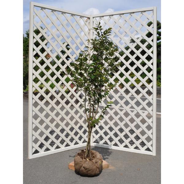 【ヒメシャラ】 読み：ひめしゃら 学名：Stewartia monadelpha ツバキ科ナツツバキ属 落葉高木  【商品情報】 ヒメシャラの樹皮は滑らかで、淡赤黄色から淡赤褐色を帯びて光沢があります。幹がとても美しく有名な木です。日本三大...