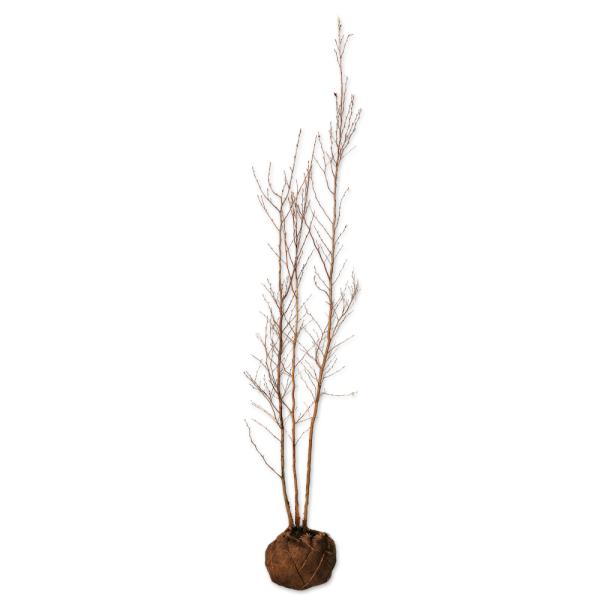 【ヒメシャラ】 読み：ひめしゃら 学名：Stewartia monadelpha ツバキ科ナツツバキ属 落葉高木  【商品情報】 ヒメシャラの樹皮は滑らかで、淡赤黄色から淡赤褐色を帯びて光沢があります。幹がとても美しく有名な木です。日本三大...