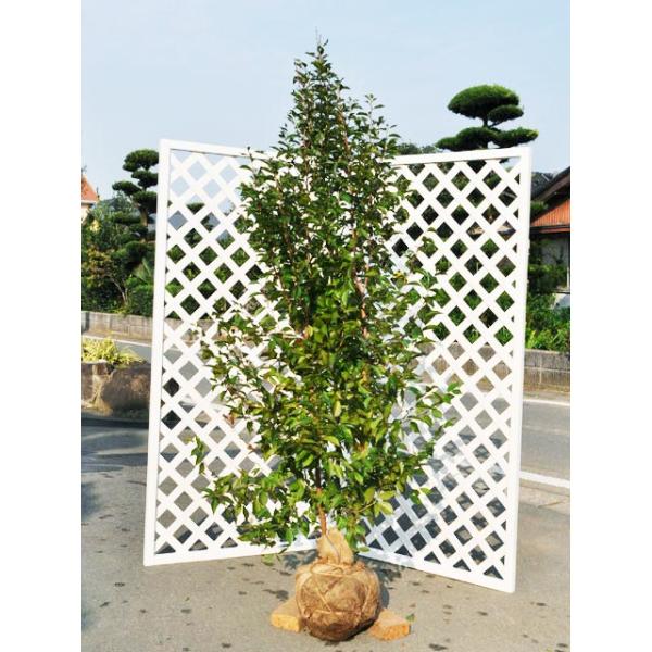 【ヒメシャラ】 読み：ひめしゃら 学名：Stewartia monadelpha ツバキ科ナツツバキ属 落葉高木  【商品情報】 ヒメシャラの樹皮は滑らかで、淡赤黄色から淡赤褐色を帯びて光沢があります。幹がとても美しく有名な木です。日本三大...