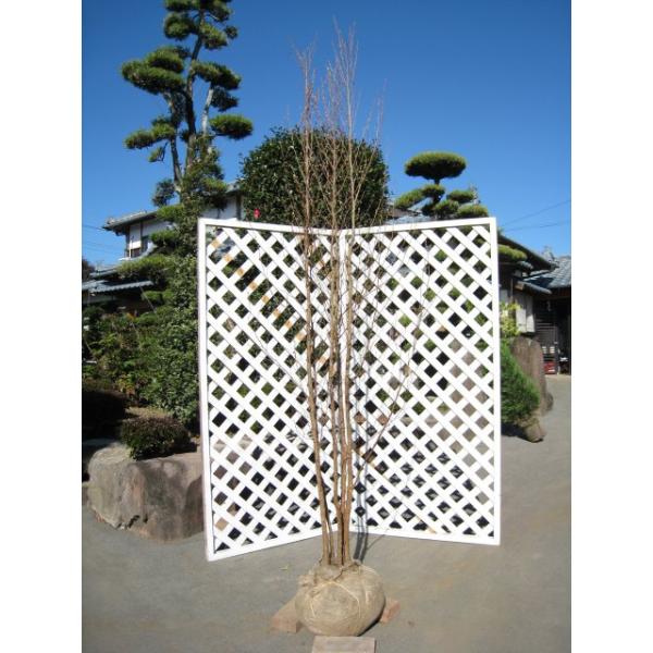 【ヒメシャラ】 読み：ひめしゃら 学名：Stewartia monadelpha ツバキ科ナツツバキ属 落葉高木  【商品情報】 ヒメシャラの樹皮は滑らかで、淡赤黄色から淡赤褐色を帯びて光沢があります。幹がとても美しく有名な木です。日本三大...