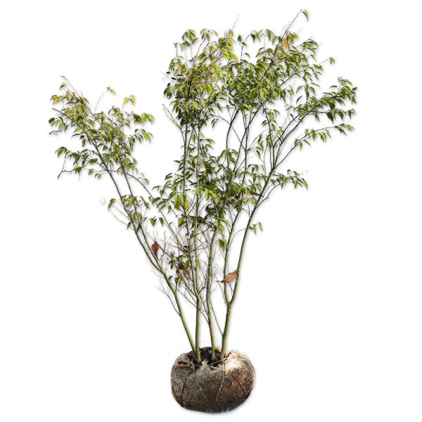 【ハイノキ】 読み：はいのき 学名：Symplocos myrtacea ハイノキ科ハイノキ属 常緑高木  【商品情報】 ハイノキは4ｍ程度になる常緑高木です。葉は5ｃｎ程度で小さくあまり密に付きません。発色の良い緑色で涼しげです。5〜6月...